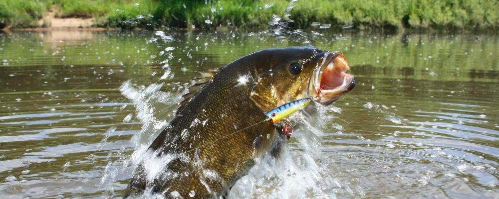 5 techniques prisées pour la pêche à l’achigan | Latulippe