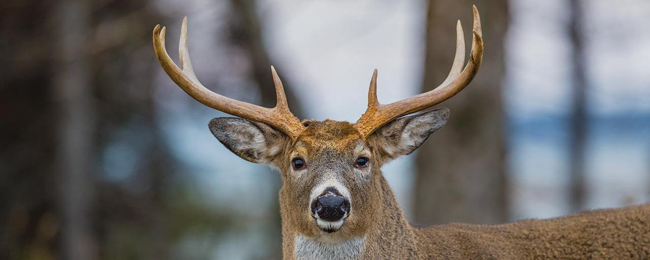 Comment chasser le chevreuil au Québec : Le guide et nos conseils ...