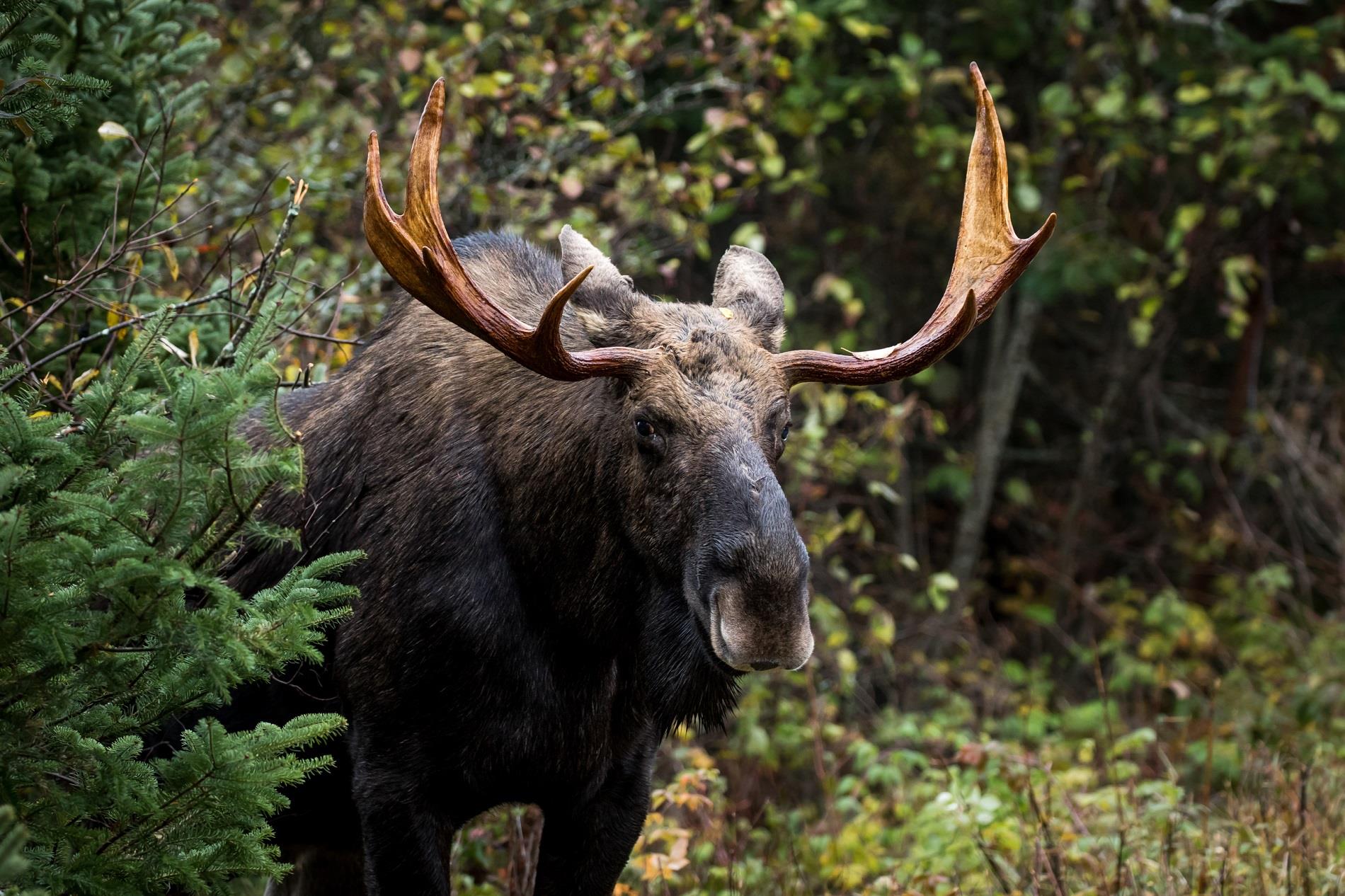 Cours de chasse pour la relève au magasin Latulippe de Québec! | Latulippe