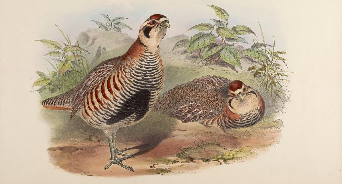 L'art de chasser la perdrix en décembre | Latulippe